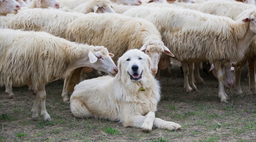Shepherd Dog Breeds: 20 Different Types Of Shepherd Dogs - Canine Journal