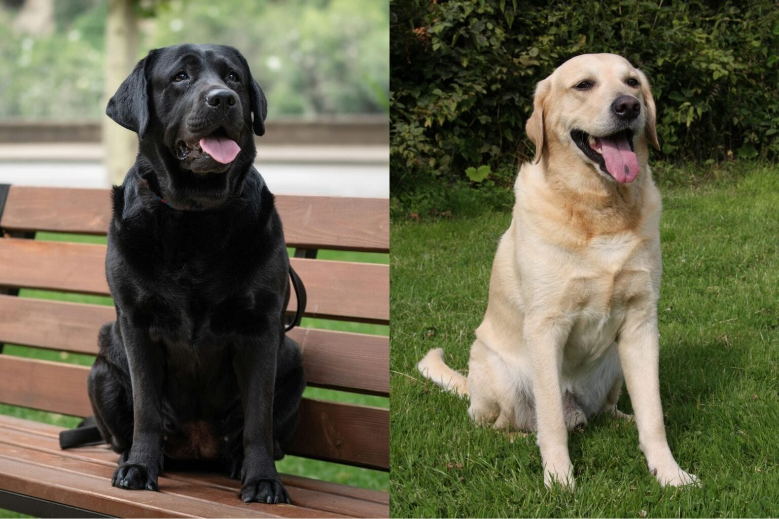English Labrador vs American Labrador: Which One Fits Your Life Better ...