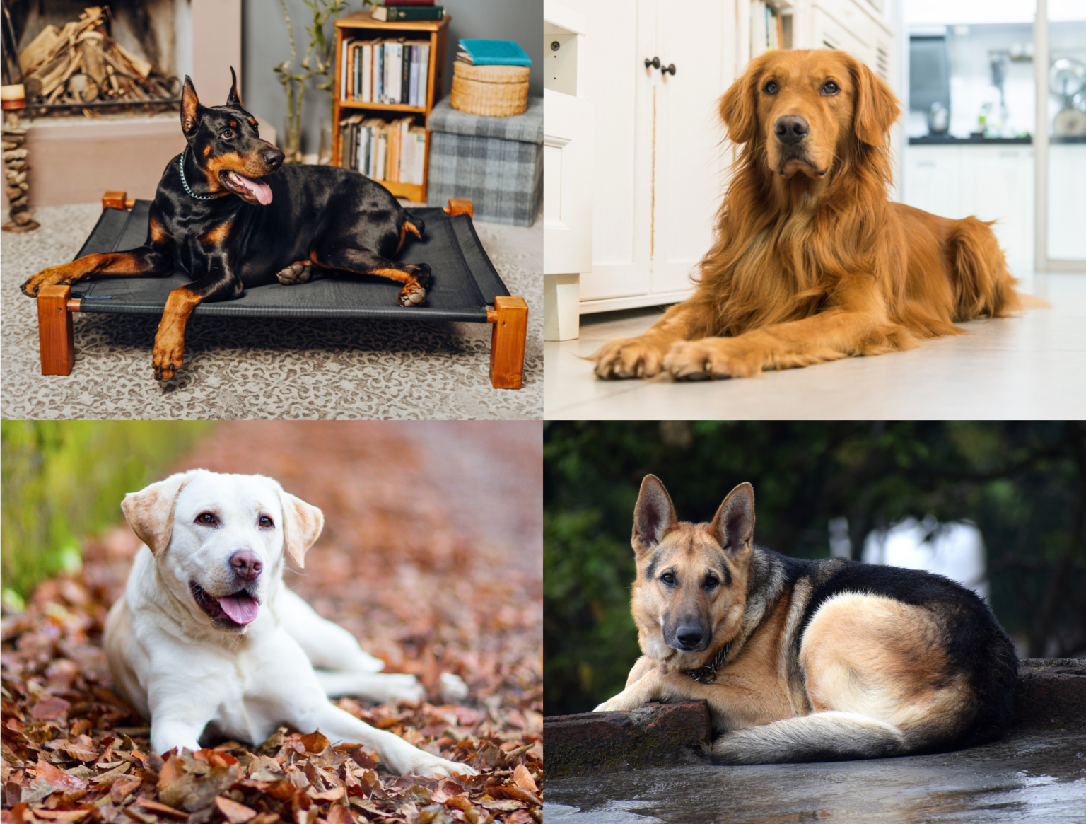 How Big Will My Puppy Get? From Tiny Puppy To Grown-Up Dog - Canine Journal
