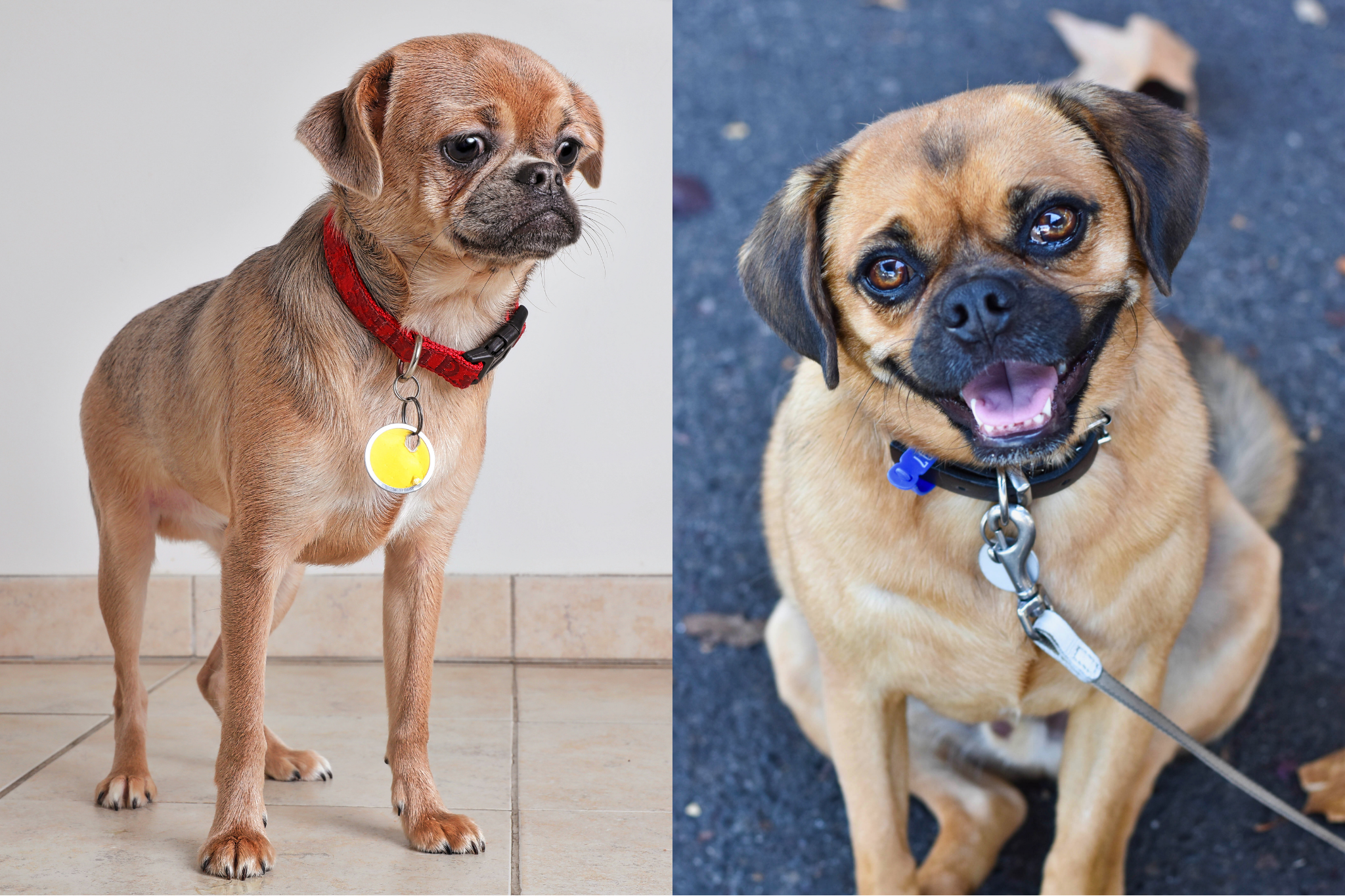 33 Pug Mixes: From Beloved Designer Dogs To Happy Accidents - Canine ...