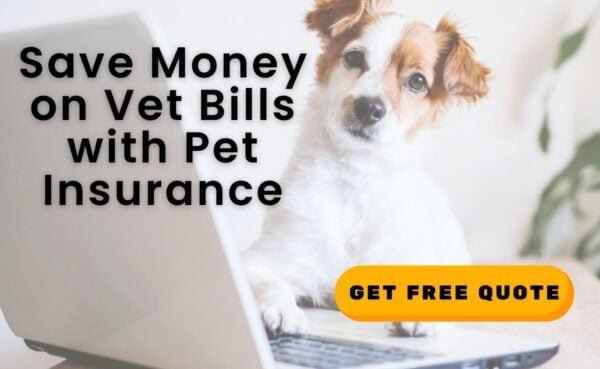 Best Pet Insurance For Labrador Retrievers - Canine Journal