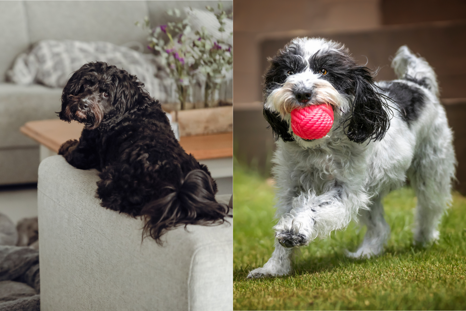Cavapoo vs Cockapoo: The Calm Companion Or The Energizer Doodle ...