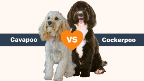 Dachshund Vs Mini Dachshund: Similarities & Differences Between Mini Vs ...
