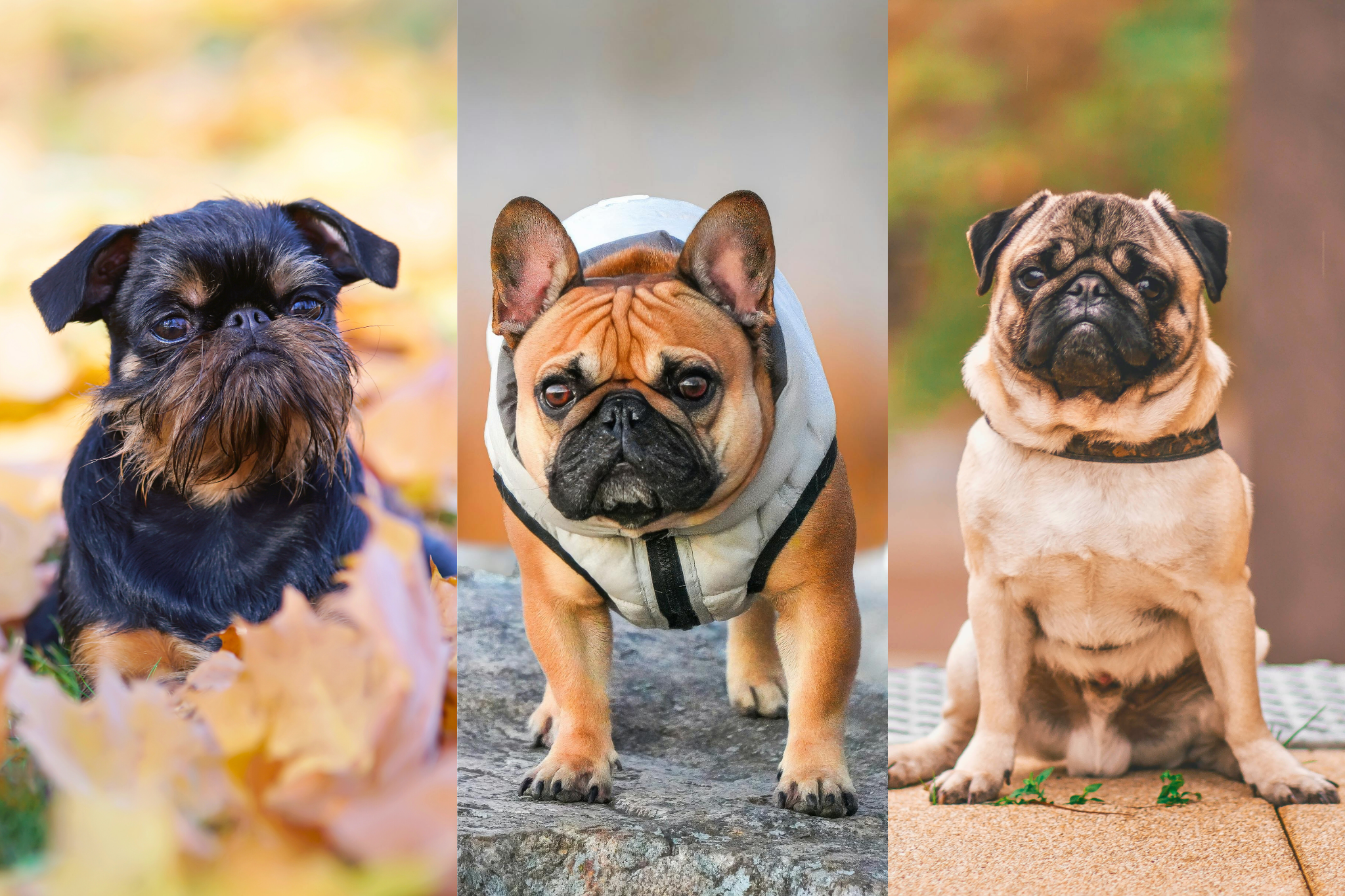 25 Flat-Faced Dogs That Look Like Nature Hit “Compress” - Canine Journal