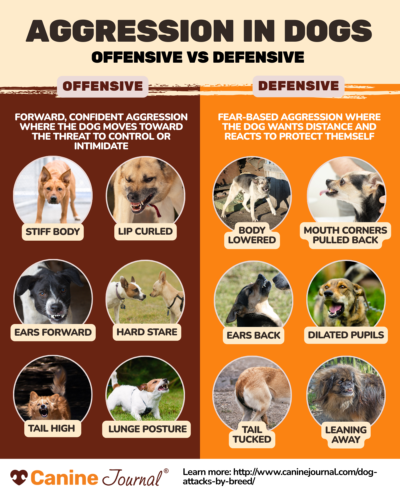 Your Dog Loses Their Mind Around Other Dogs: Dog-On-Dog Aggression ...