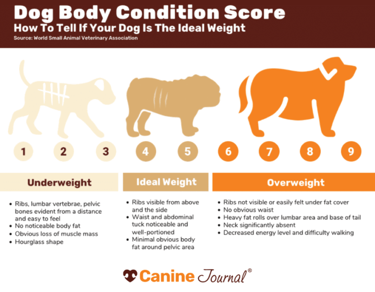 Most English Bulldogs Are Overfed — Here’s Exactly How Much To Feed ...