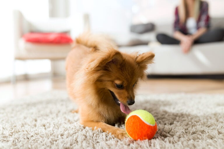 Can Dogs Understand Humans? Here’s What The Science Says - Canine Journal
