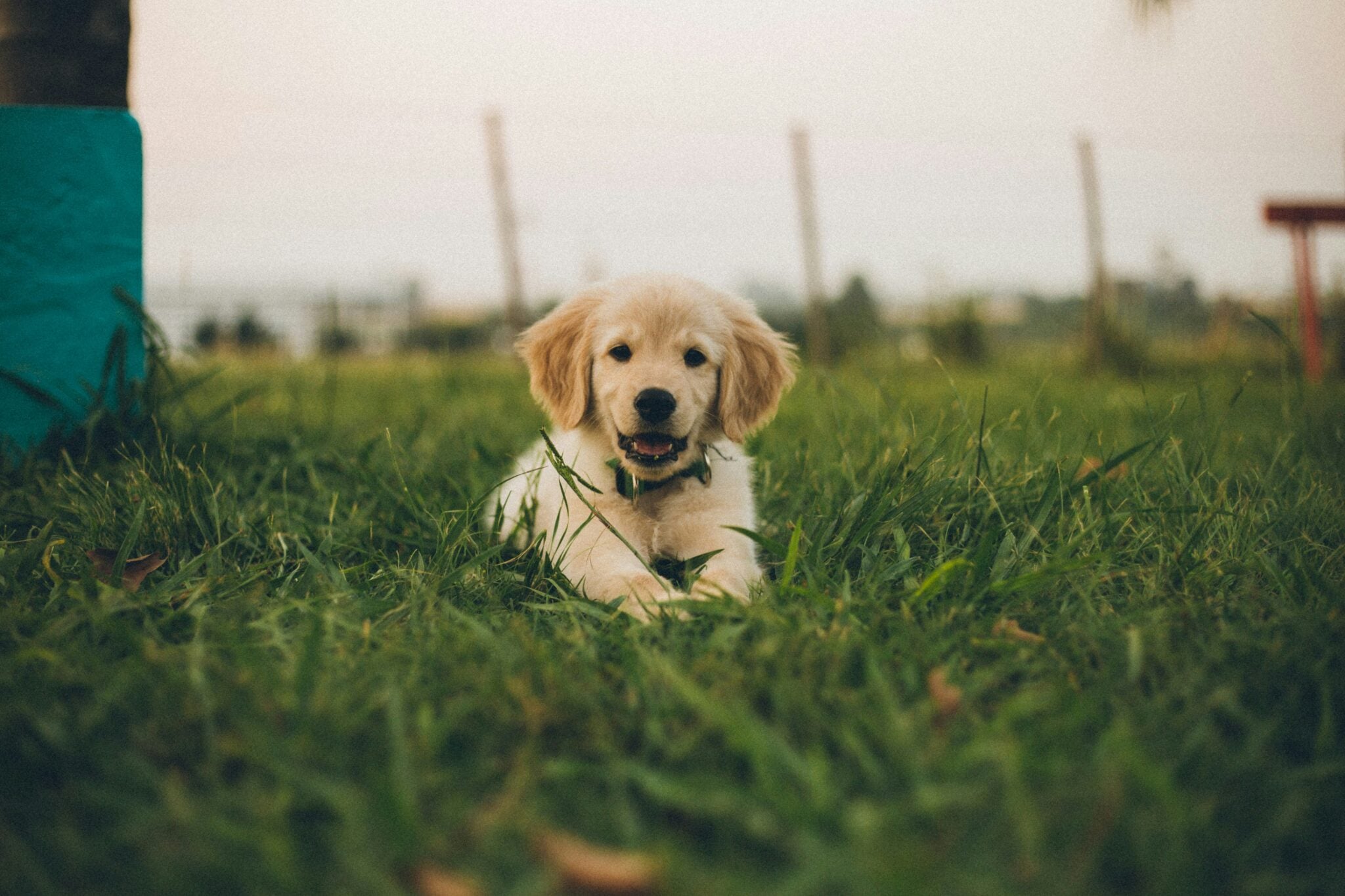 How to Train a Dog Without Treats - Yes, Even Your Stubborn Gremlin
