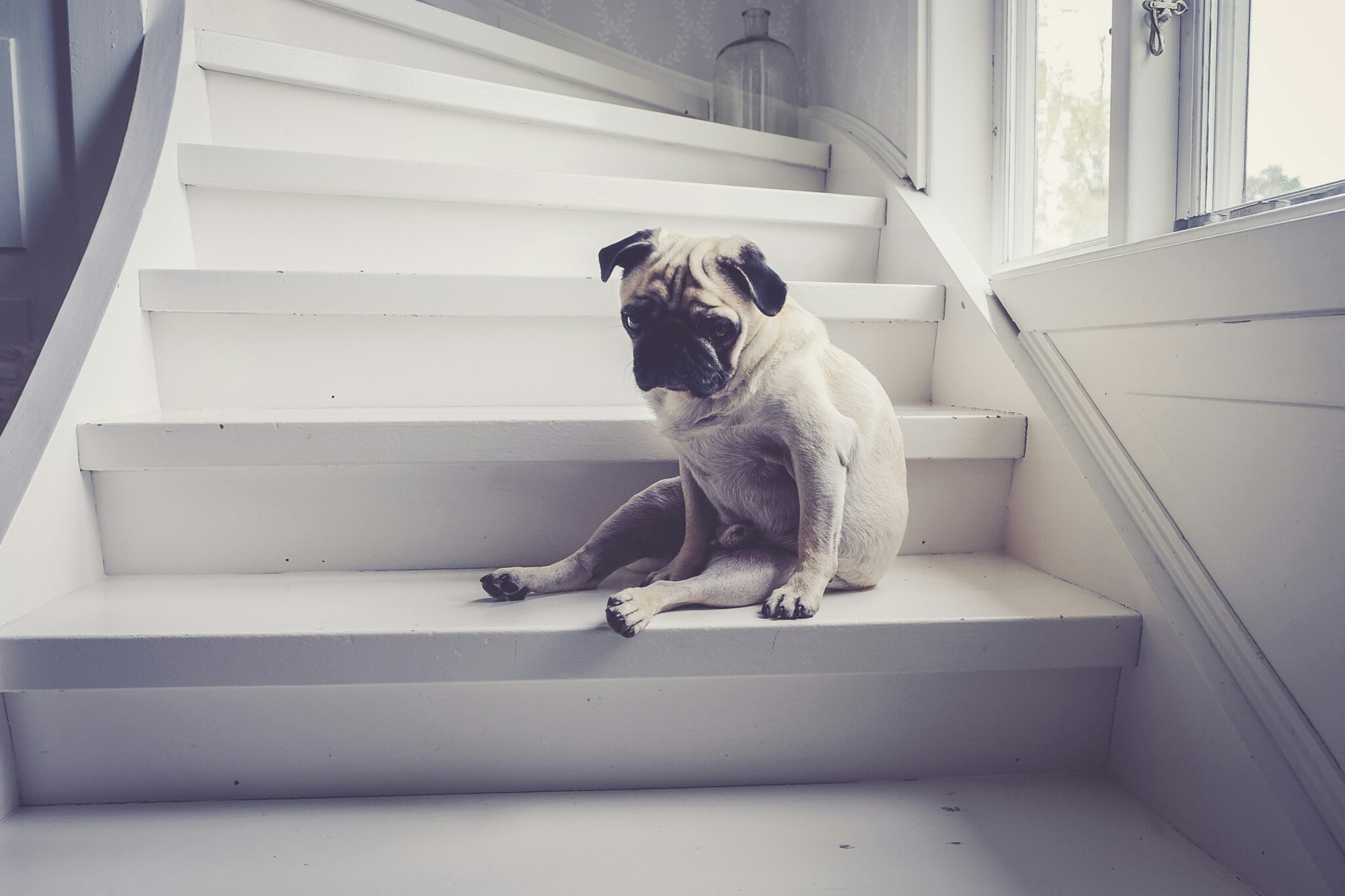 Dog Stair Safety: 8 Proven Tips To Prevent Slips, Falls & Vet Bills ...