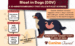 Poodle Health Issues Every Owner Should Know