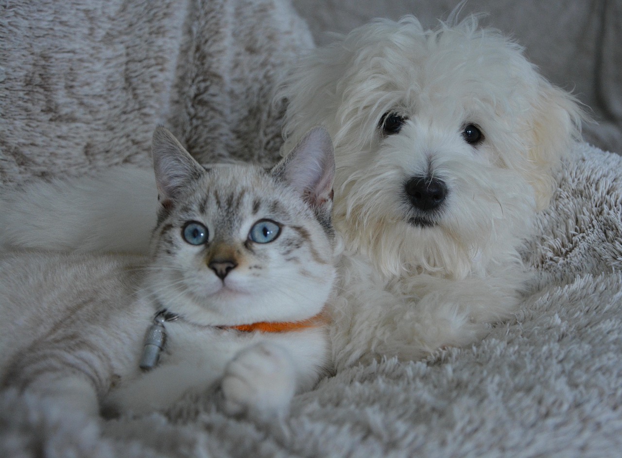 Introducing Dog to Cat: How To Turn First Meetings Into Lifelong ...