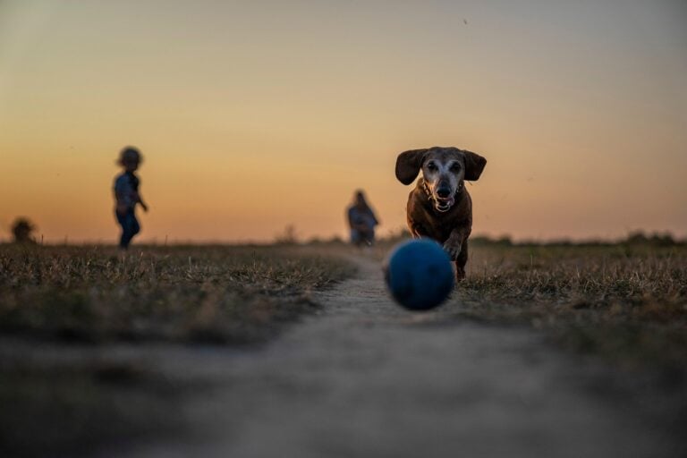 Why Do Dogs Love Tennis Balls? Spoiler: The Secret's In The Bounce