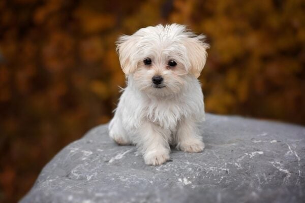 28 Maltese Mixes You’ve Never Heard Of (But Will 100% Want) - Canine ...