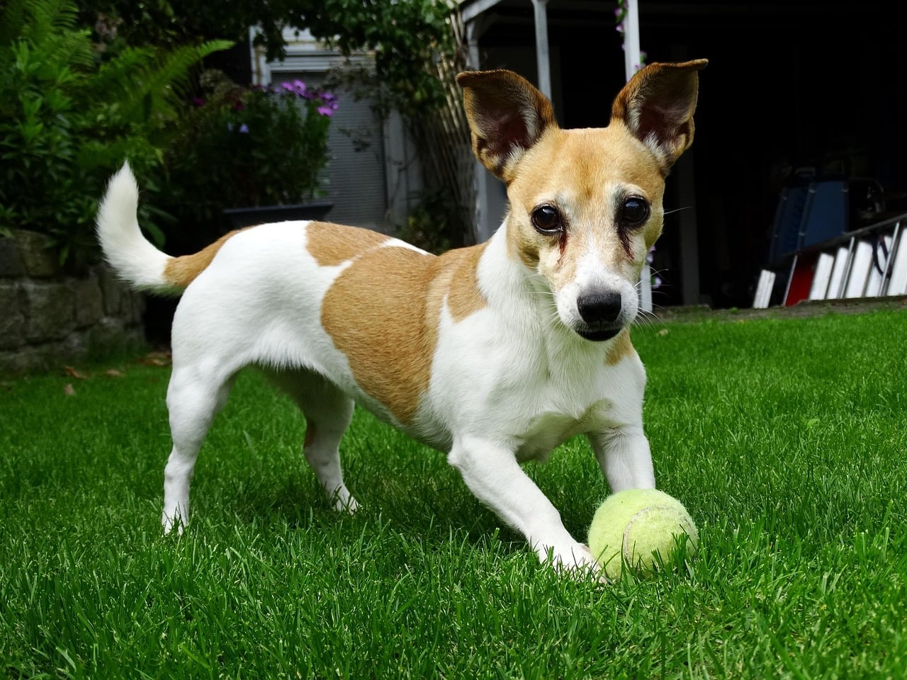 20 Jack Russell Terrier Mixes So Energetic They’ll Tire You Out Just ...