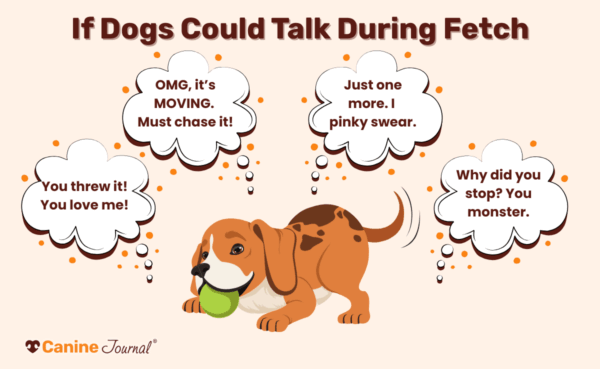 Why Do Dogs Love Tennis Balls? Spoiler: The Secret's In The Bounce