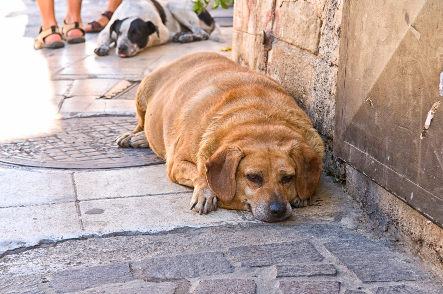 Loud Snoring, Gasping, Or Weird Sleep Positions? It Might Be Dog Sleep ...