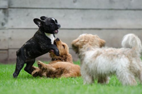 Playdate or Parvo? When Can Puppies Be Around Other Dogs? - Canine Journal