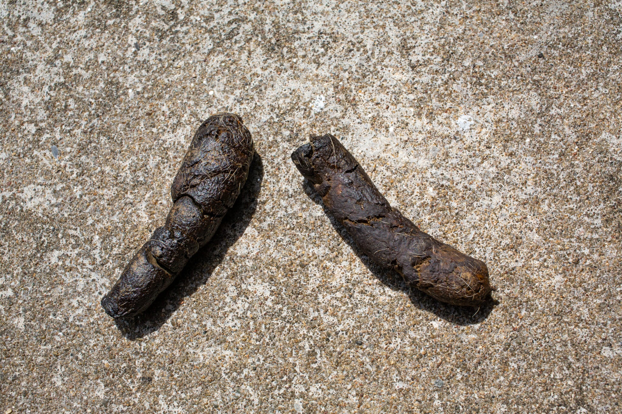 Dog Poop Color Guide: What Each Color Means & When to Call the Vet ...