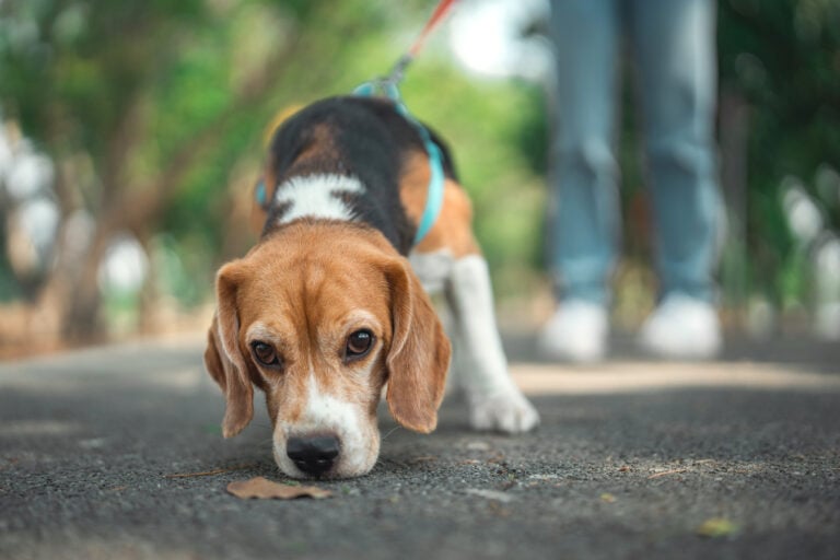 The Nose Knows: 11 Dogs With Sniffers So Good It’s Scary - Canine Journal