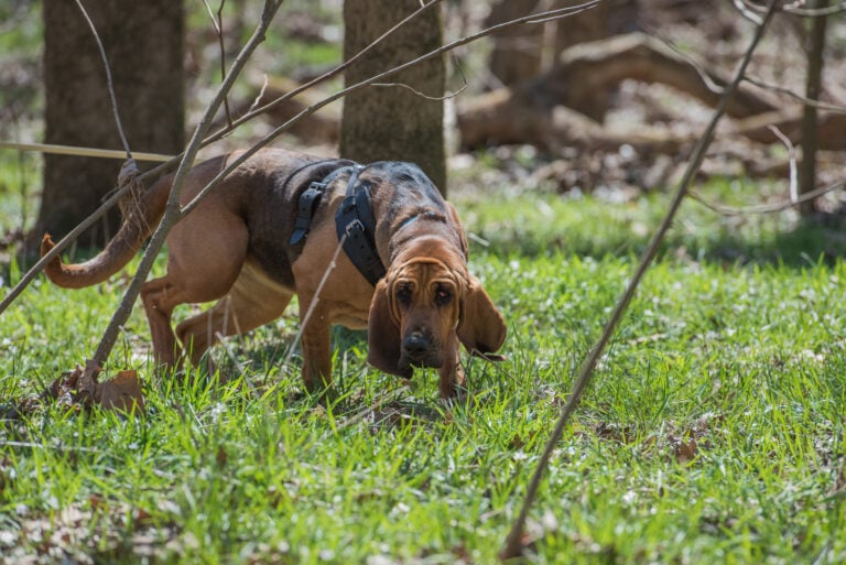 The Nose Knows: 11 Dogs With Sniffers So Good It’s Scary - Canine Journal