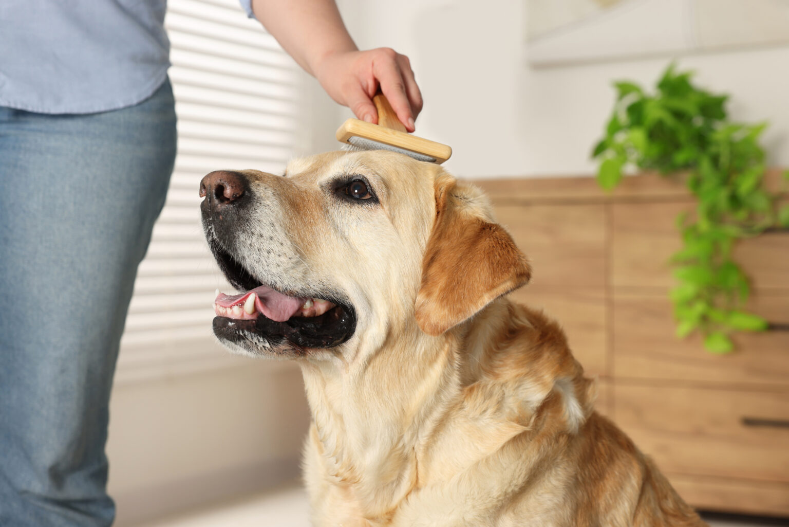 6 Best Brushes For Labrador Retrievers: Groom Smarter, Not Harder ...