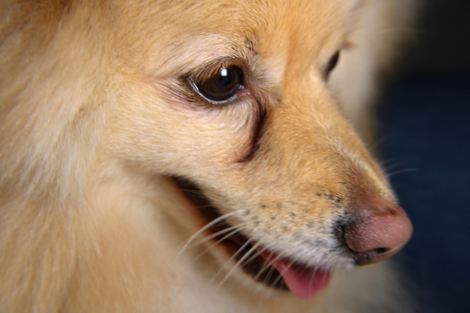 The Real Reasons Your Dog Has Reddish Tear Stains & How To Fix It Fast