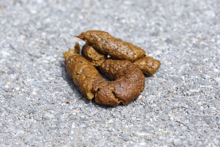 Dog Poop Color Guide: What Each Color Means & When to Call the Vet ...