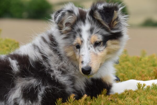 Merle Dogs: Genetic Beauty With A Hidden Dark Side - Canine Journal