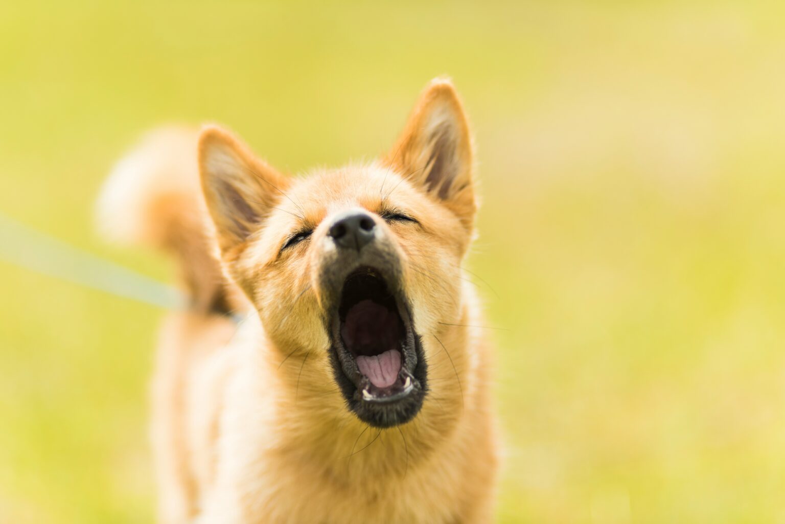 Dog Whining Decoded: What Your Pup’s Whimper Really Means - Canine Journal