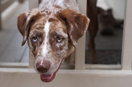 Merle Dogs: Genetic Beauty With A Hidden Dark Side - Canine Journal