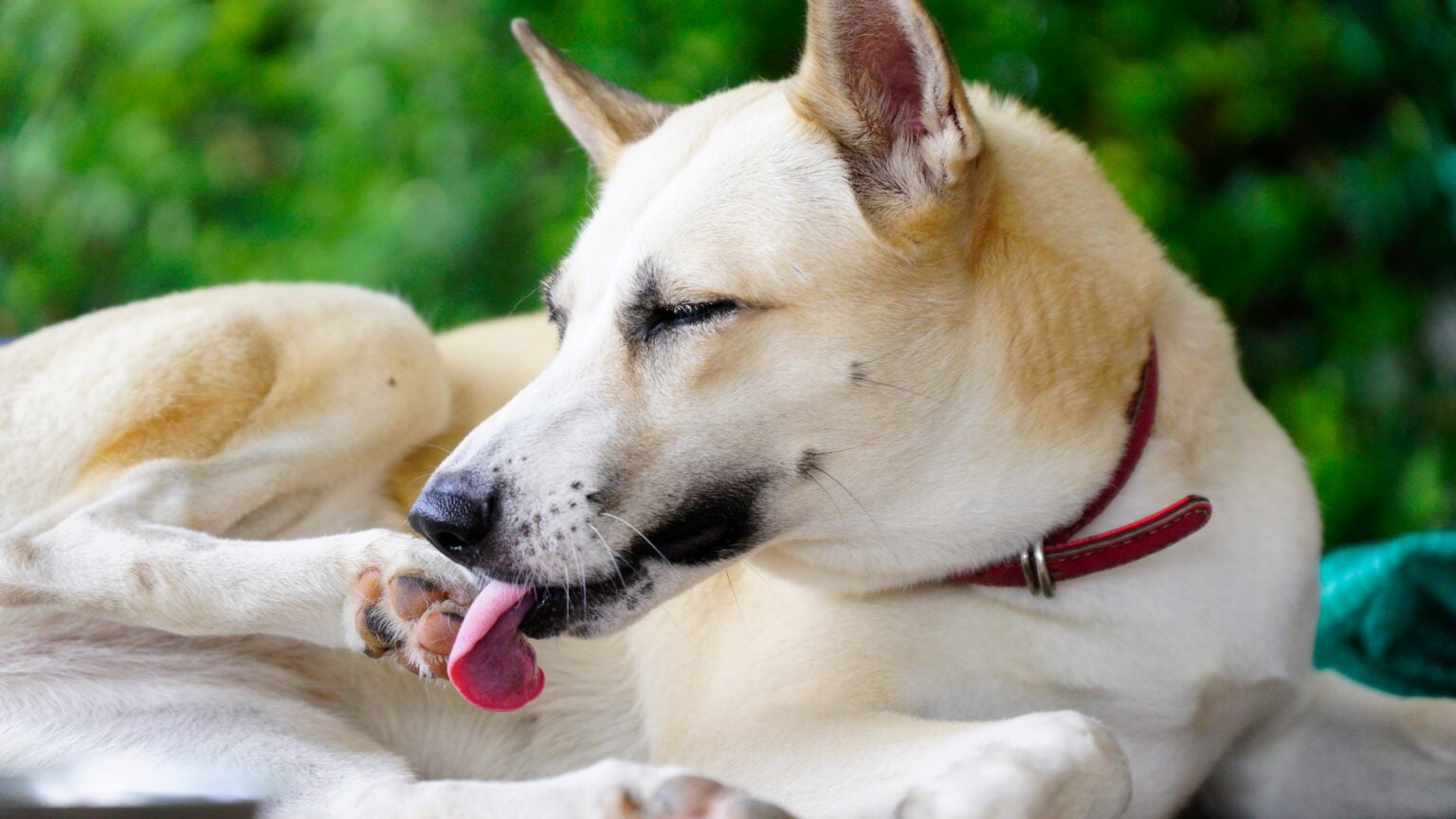 9 Simple Home Remedies To Calm Your Dog’s Red, Itchy Feet - Canine Journal