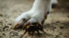 9 Simple Home Remedies To Calm Your Dog’s Red, Itchy Feet - Canine Journal