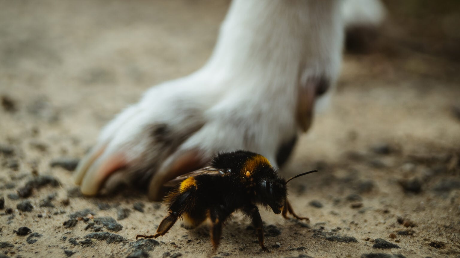 9 Simple Home Remedies To Calm Your Dog’s Red, Itchy Feet - Canine Journal