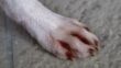 9 Simple Home Remedies To Calm Your Dog’s Red, Itchy Feet - Canine Journal