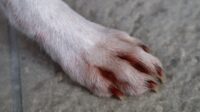 9 Simple Home Remedies To Calm Your Dog’s Red, Itchy Feet - Canine Journal
