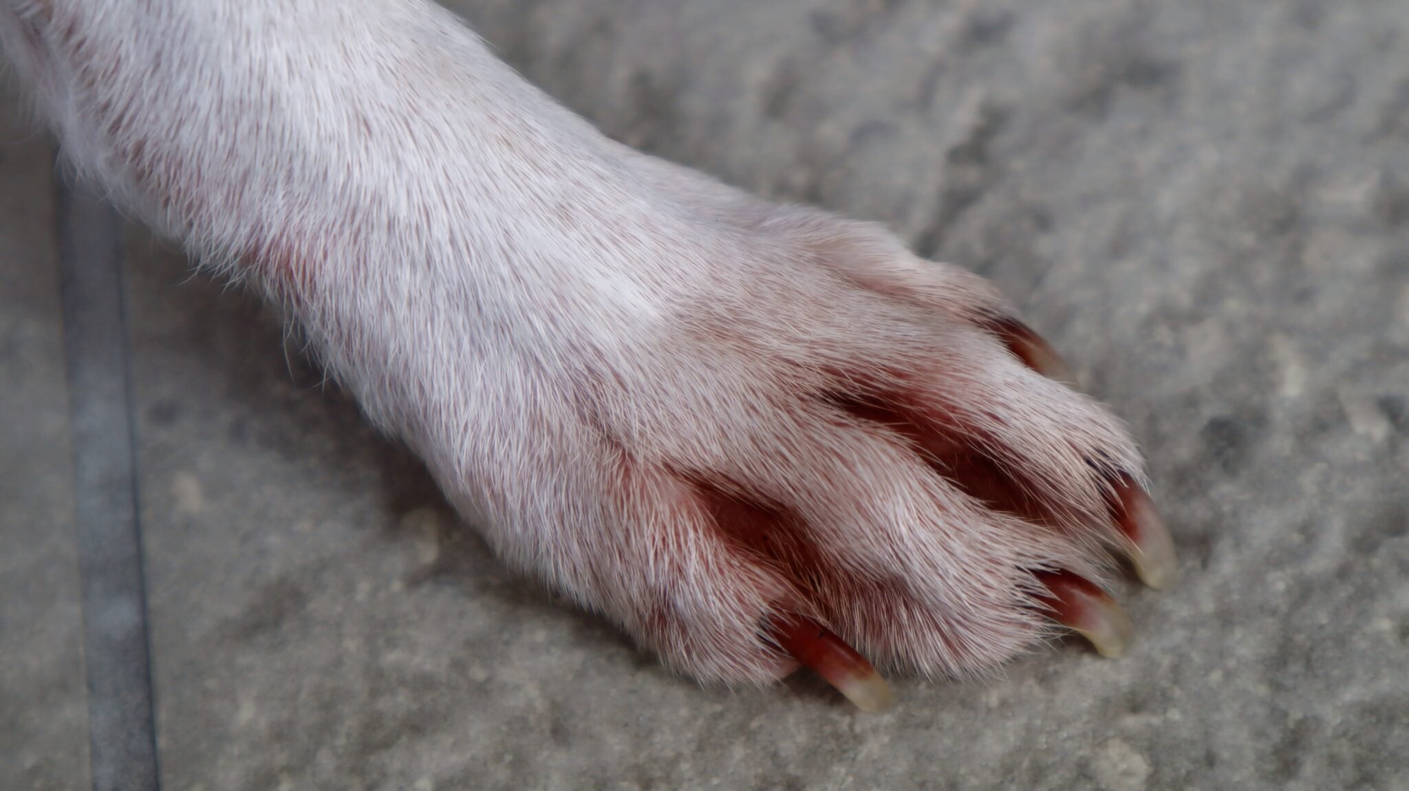 9 Simple Home Remedies To Calm Your Dog’s Red, Itchy Feet - Canine Journal