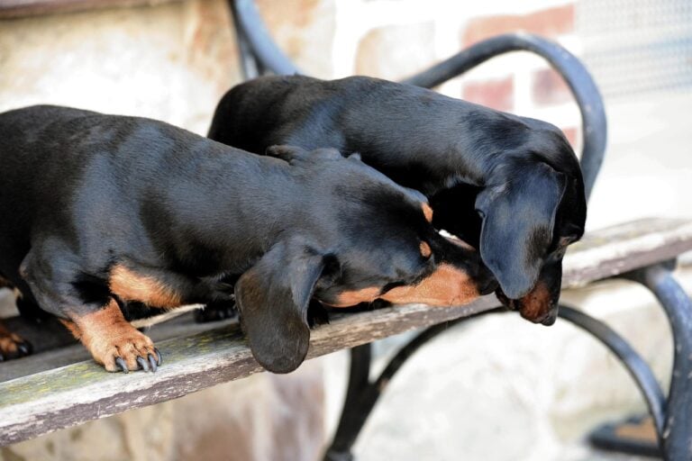 Why Do Dogs Nuzzle You? (What That Little Nose Nudge Really Means ...