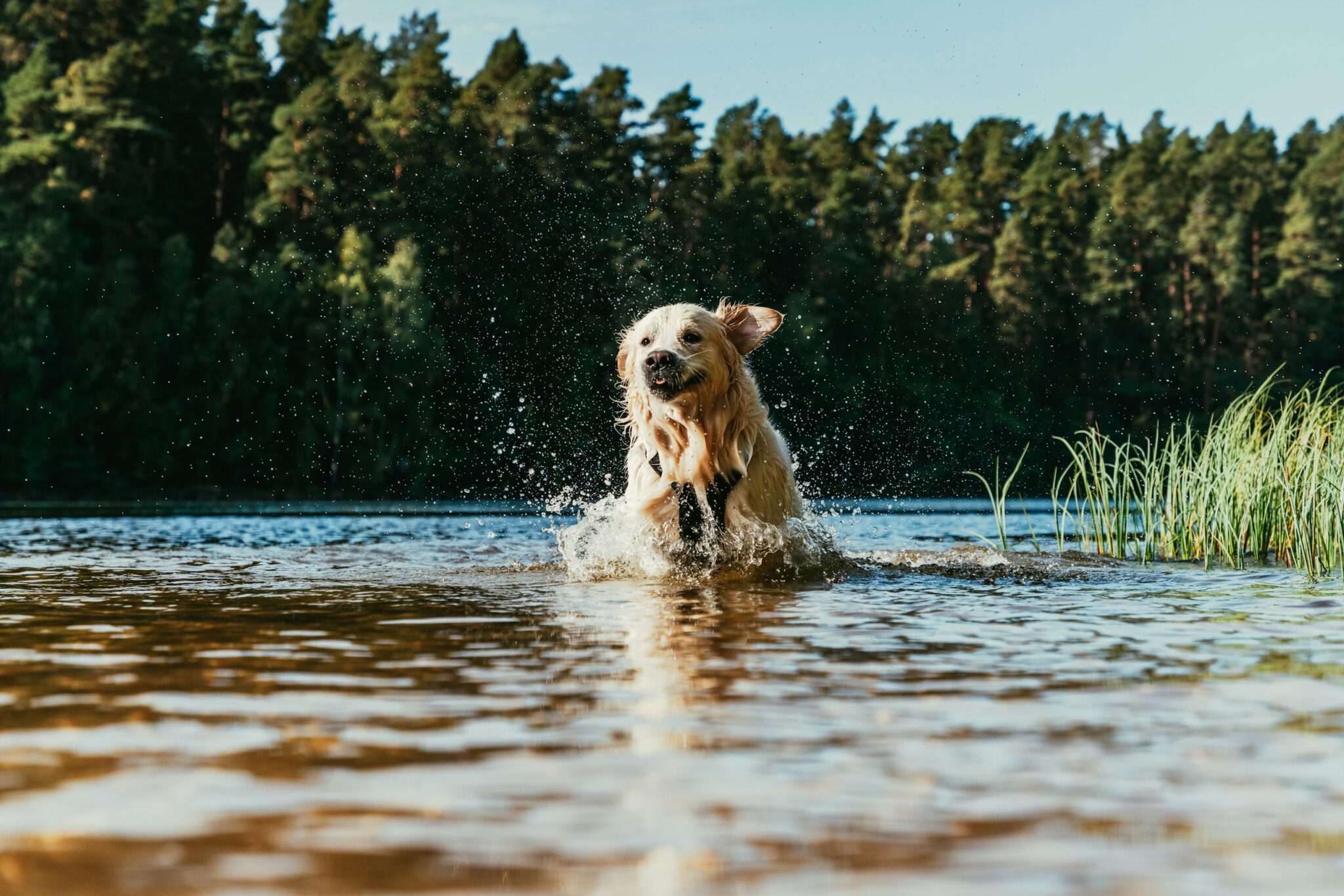 Too Much Of A Good Thing: How Water Intoxication Happens In Dogs