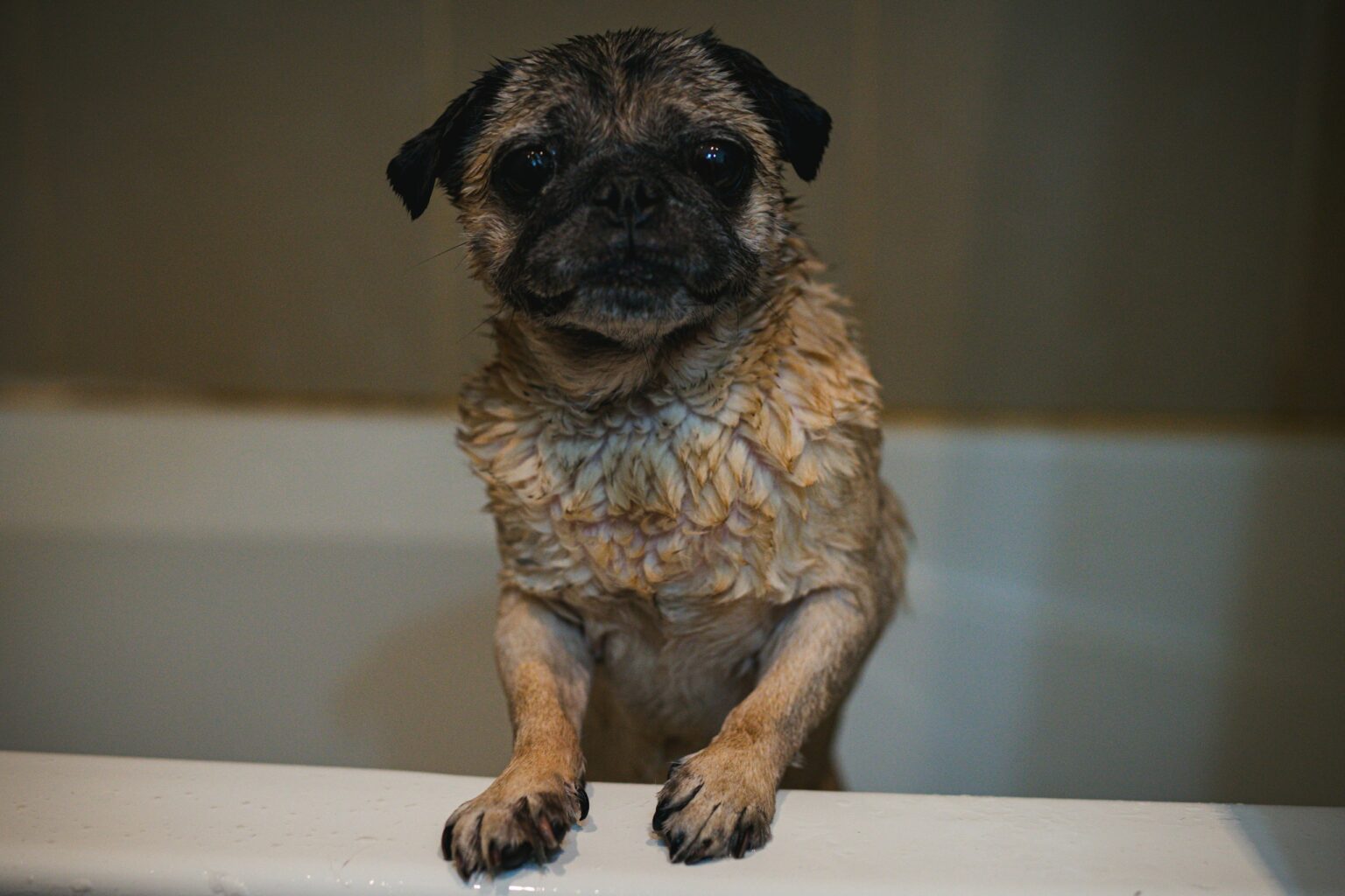 Pug Shedding Explained: How Much Fur These Little Dogs Really Lose ...
