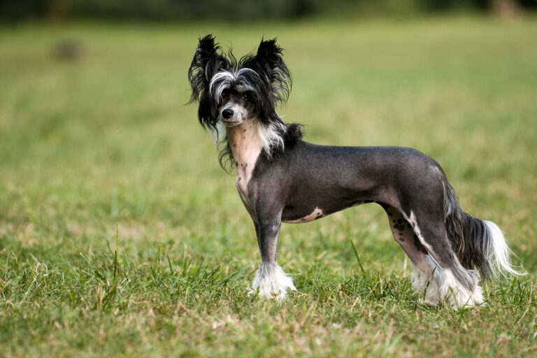 10 Hairless Dog Breeds That Put “Naked And Afraid” To Shame - Canine ...