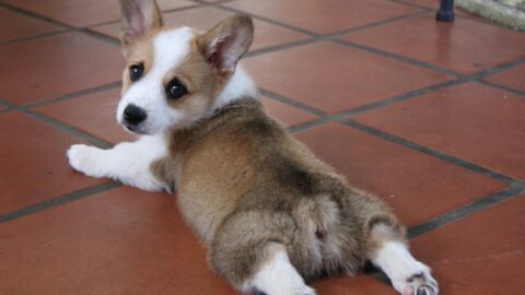 Corgi Lifespan: How Long Do Corgis Live? - Canine Journal