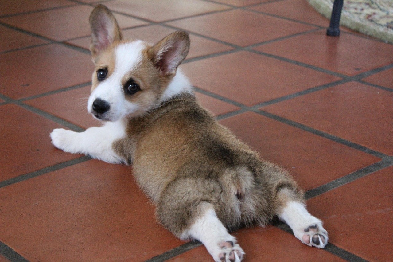 Why Do Corgis Sploot? The Science (And Sass) Behind That Adorable Pose