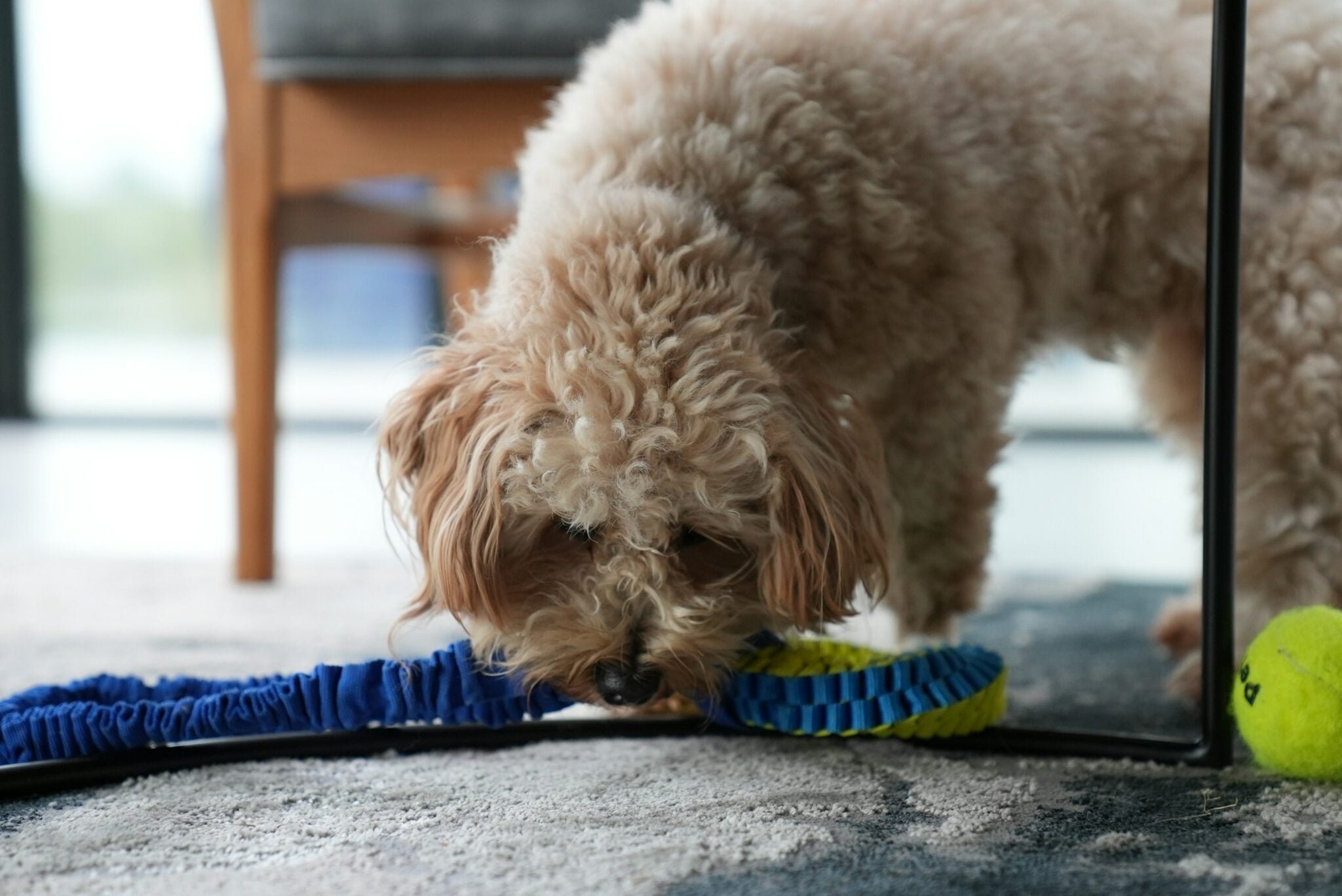 Which Dog Breeds Handle Being Home Alone The Best? - Canine Journal
