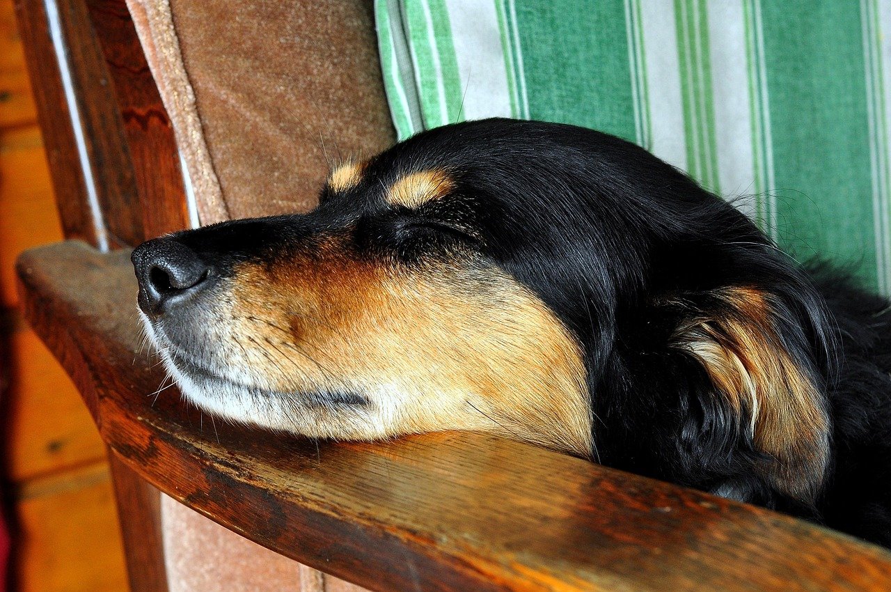 Loud Snoring, Gasping, Or Weird Sleep Positions? It Might Be Dog Sleep ...