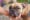Why Do Dogs Cover Their Face? The Truth Behind The “Dog Facepalm ...