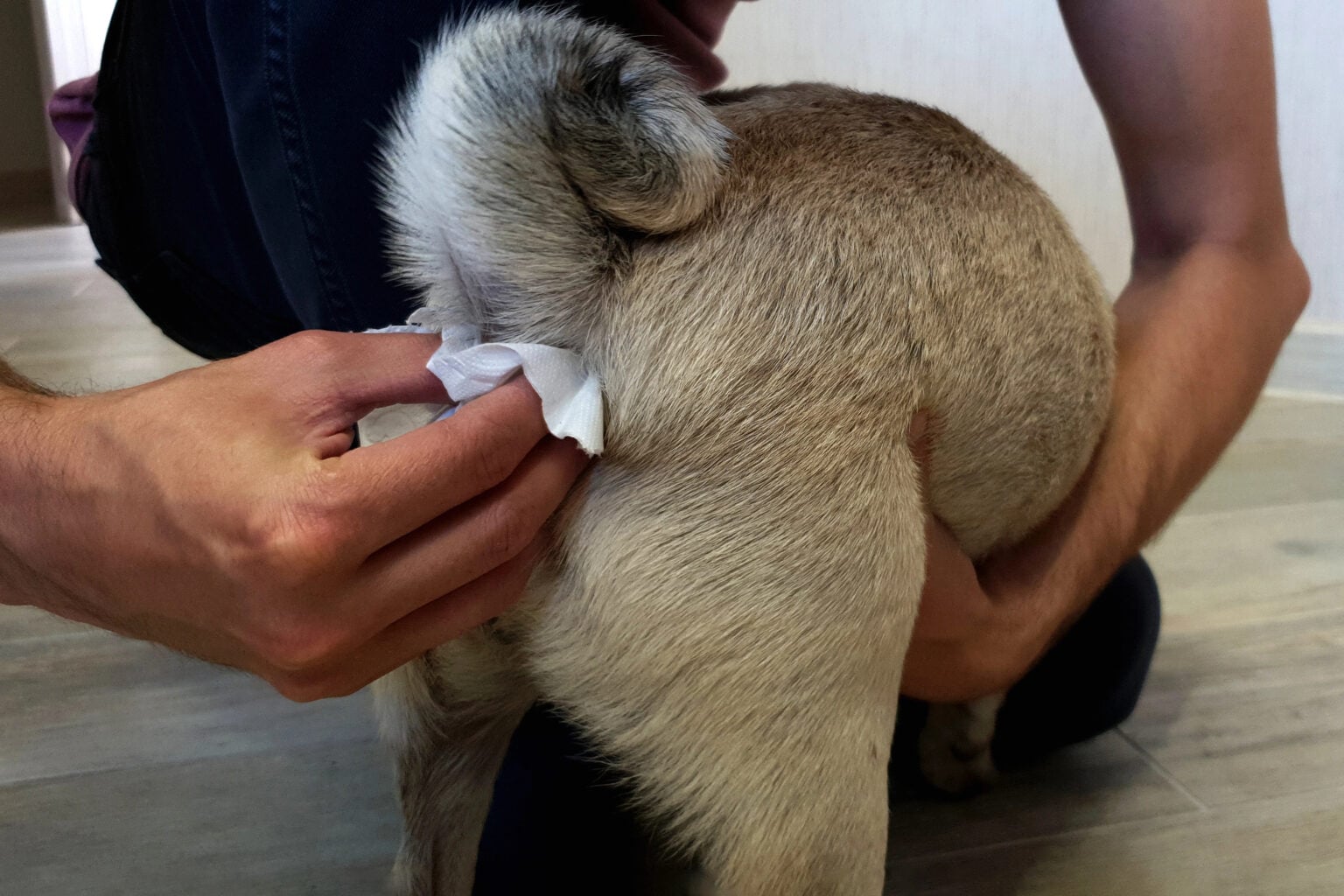 Dog Scooting? These 9 Home Fixes Could Save You A Trip To The Vet ...