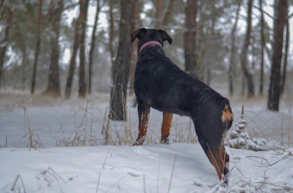 Dog Tail Docking: Why Some Puppies Lose Their Tails at Birth (And It’s ...