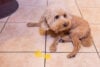 Acid Reflux In Dogs: Is It GERD Or Something Worse?