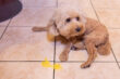 Acid Reflux In Dogs: Is It GERD Or Something Worse?