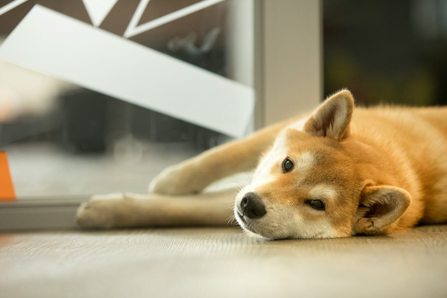 Why Dogs Sigh: The Drama Behind That Deep Breath